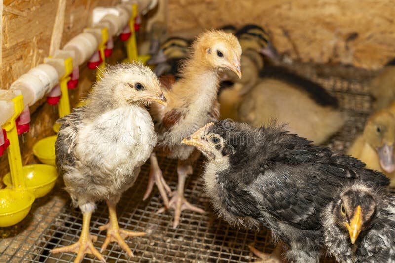 Little Fluffy Chickens in a Brooder on Farm Stock Photo - Image of ...