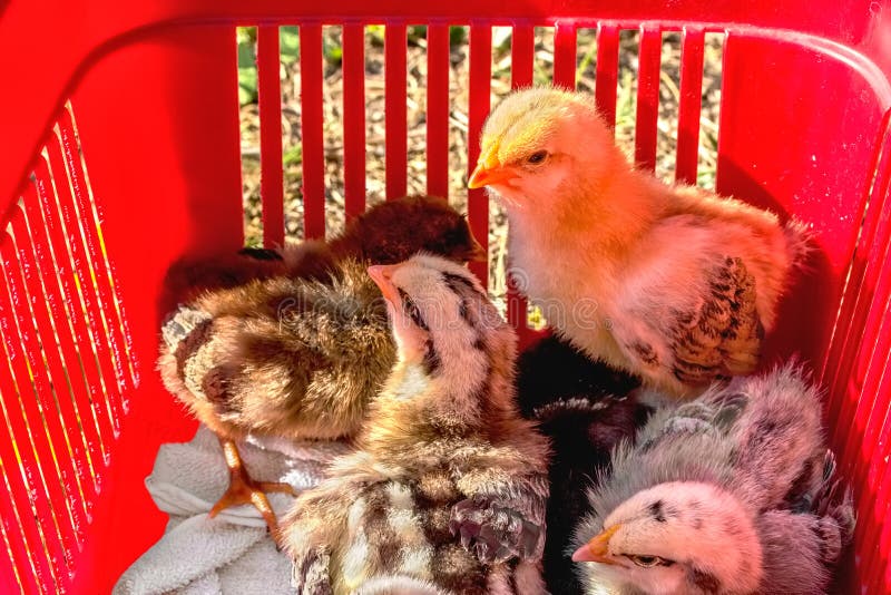 Little Fluffy Chickens in a Red Plastic Basket, Close-up Stock Photo ...