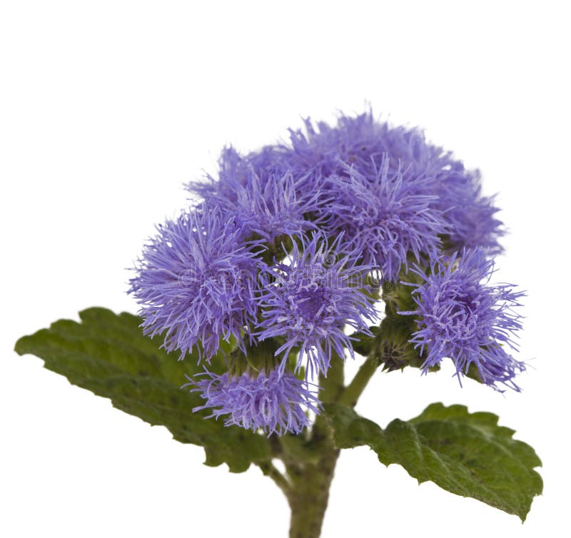 Little Fluffy Corn Flowers Stock Photos - Free & Royalty-Free Stock ...