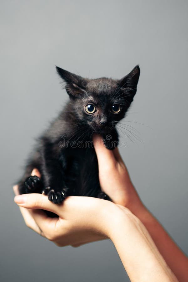 The kitten on hand closeup stock image. Image of animals - 88459799