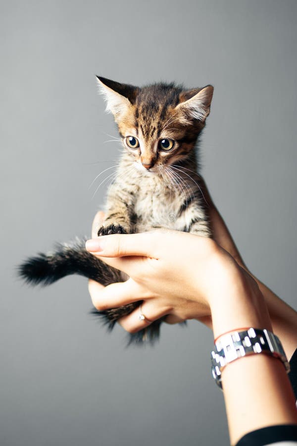 Little Fluffy Cute Tabby Kitten in Hand Stock Photo - Image of baby ...