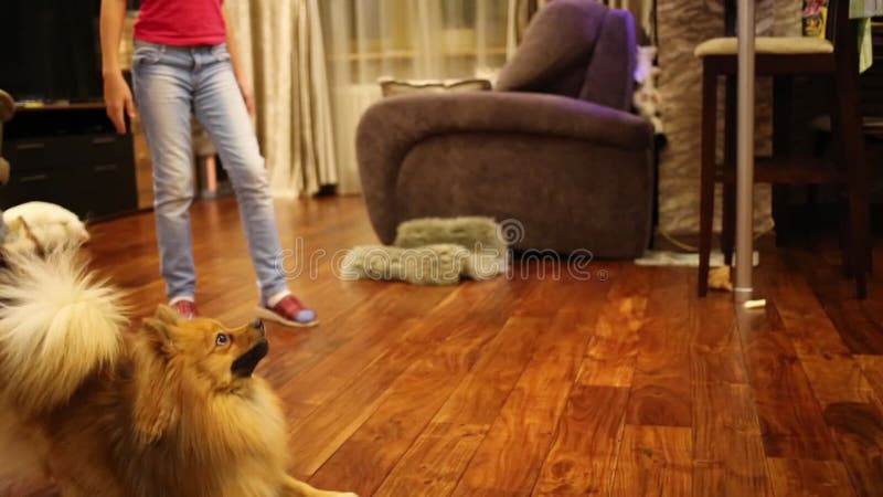 Little Fluffy Dog Jumps at Home. Legs of Owners in Stock Video - Video ...