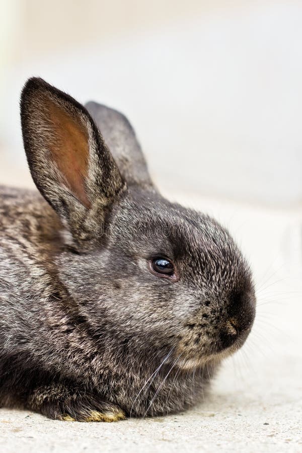 Little fluffy gray bunny stock image. Image of cold, grey - 68613099