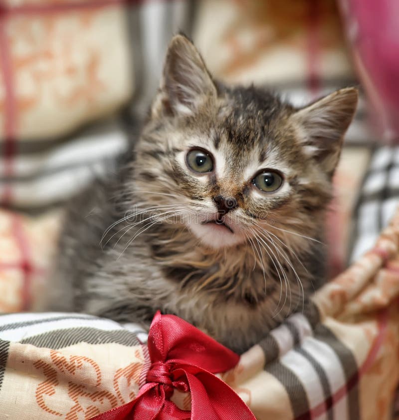 Little Fluffy Kitten and Bow Stock Photo - Image of eyes, little: 171875978
