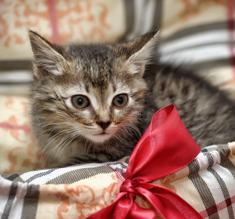 Little Fluffy Kitten and Bow Stock Image - Image of animal, mammal ...