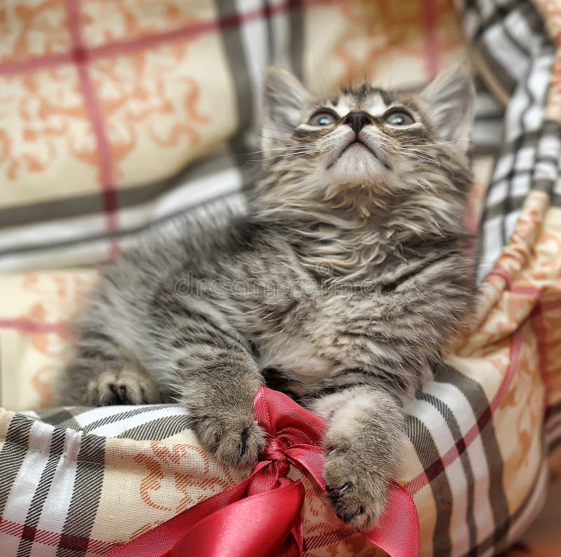 Little Fluffy Kitten and Bow Stock Image - Image of feline, playful ...