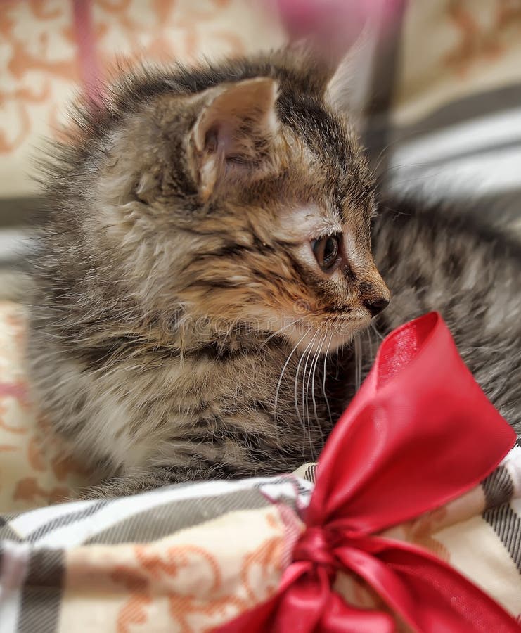 Little Fluffy Kitten and Bow Stock Photo - Image of eyes, breed: 171876114