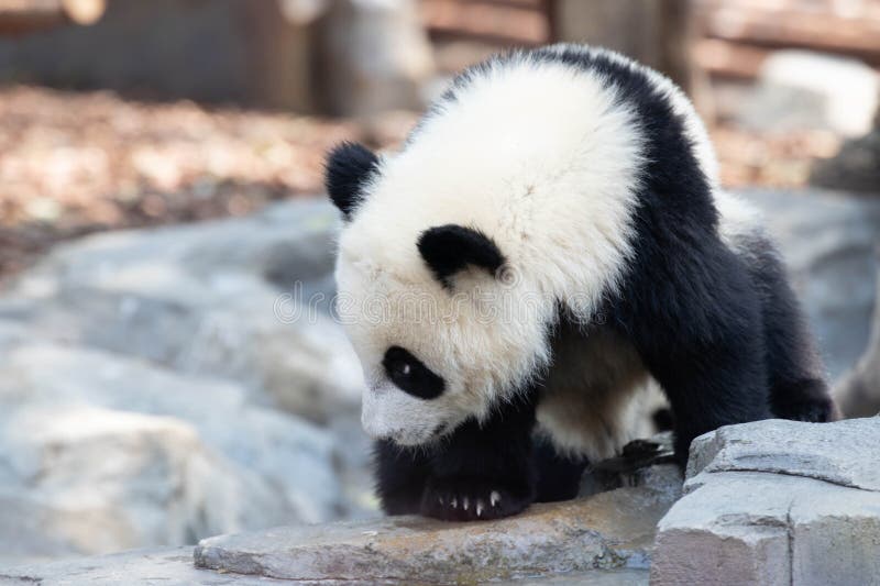 Little Fluffy Panda in Chengdu Panda Base Stock Photo - Image of ...