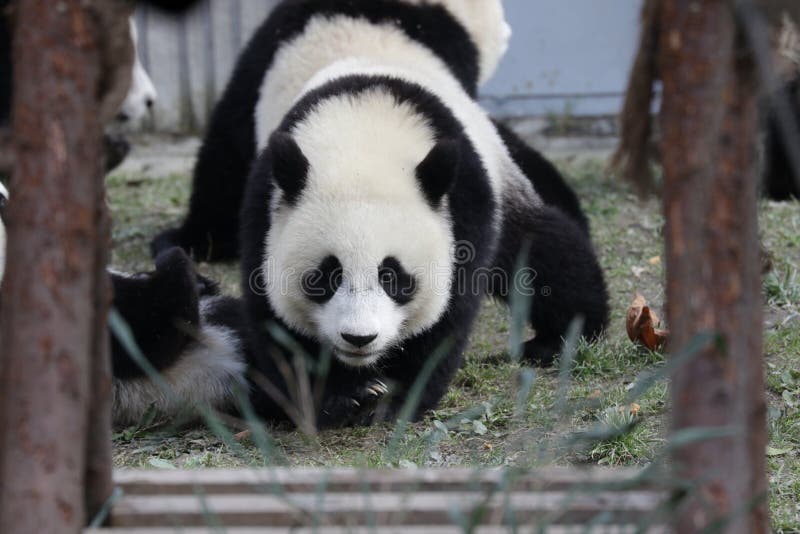 Close Up Happy Little Panda, Wolong Panda Base Stock Photo - Image of ...