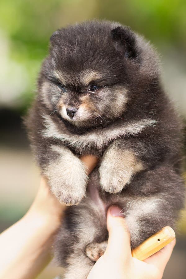 Small Fluffy Pomeranian Puppy Stock Image - Image of small, domestic ...