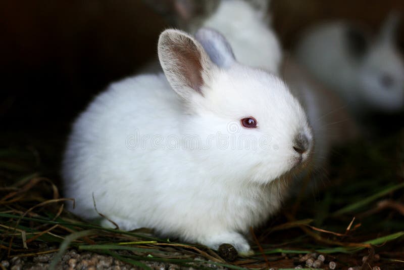 Little Fluffy Rabbit in the Foreground. Stock Image - Image of ...