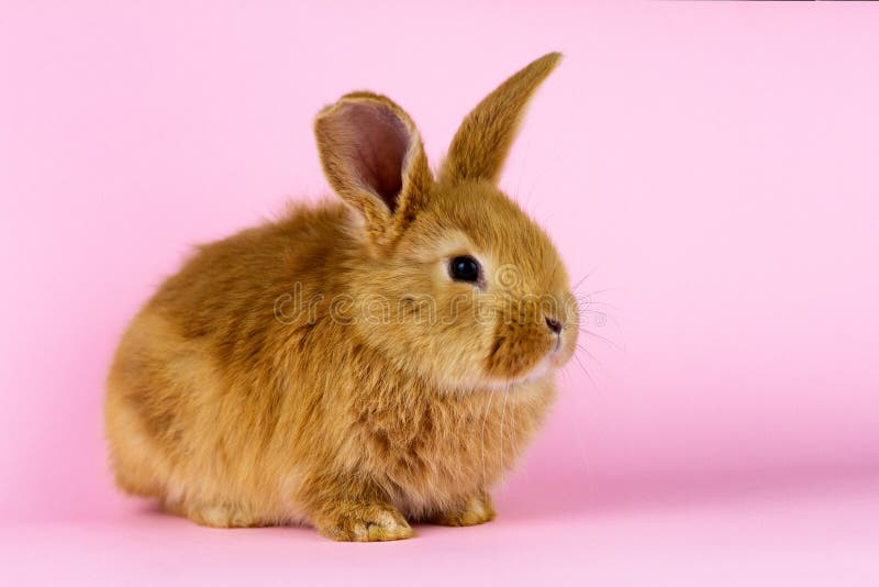Little Fluffy Rabbit on Pink Pastel Color by Easter, Easter Bunny ...