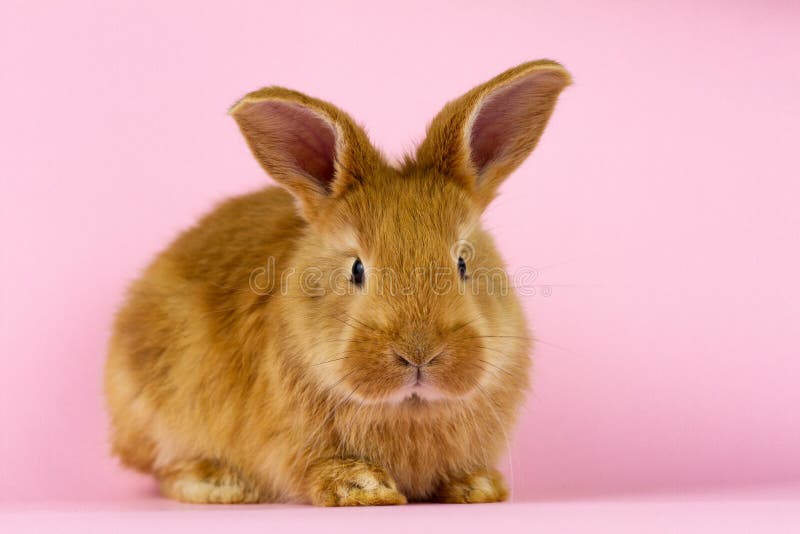 Little Fluffy Rabbit on Pink Pastel Color by Easter, Easter Bunny ...