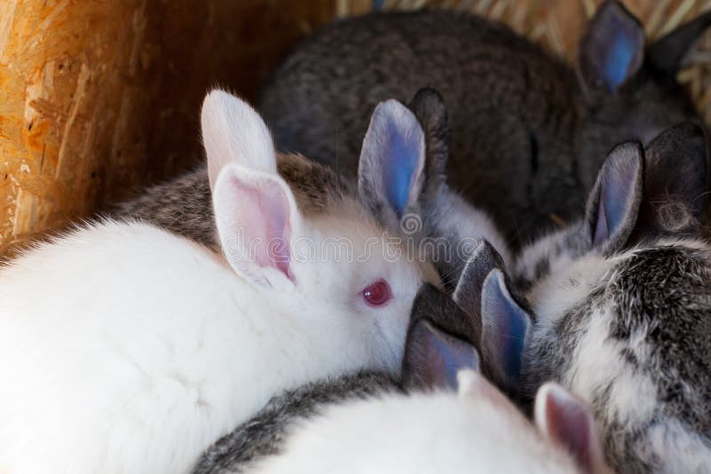 29 Day Old Rabbits. Little Fluffy Curious Rabbits Peek Out of the Nest ...