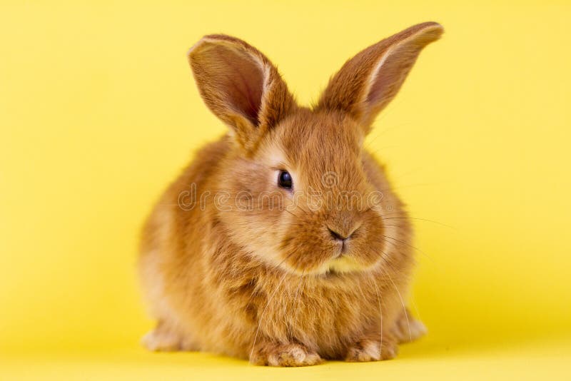 Little Fluffy Red Easter Bunny on a Yellow Background, Easter Bunny ...