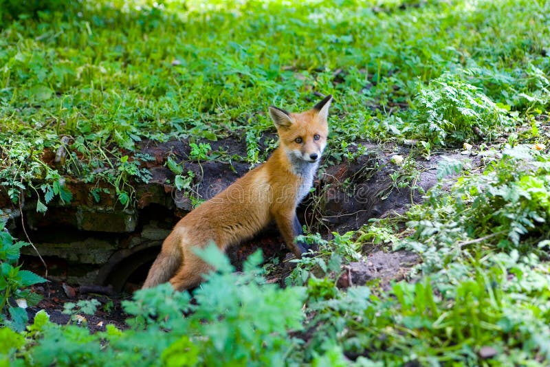 A little fluffy red fox. stock photo. Image of comely - 93724884