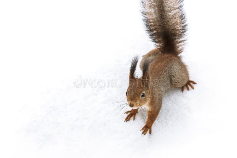 Little Fluffy Red Squirrel Standing in Snow in Park Stock Photo - Image ...