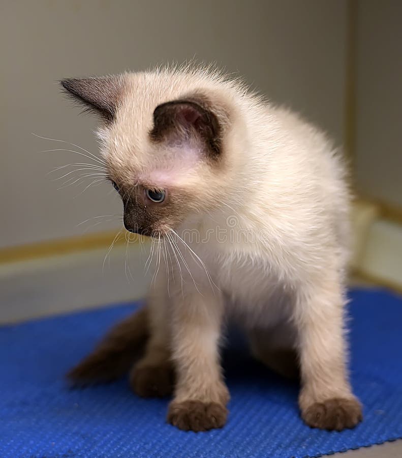 Little Fluffy Siamese Kitten Stock Image - Image of kitty, curiosity ... Little Fluffy Siamese Kitten Stock Image - Image of kitty, curiosity ...