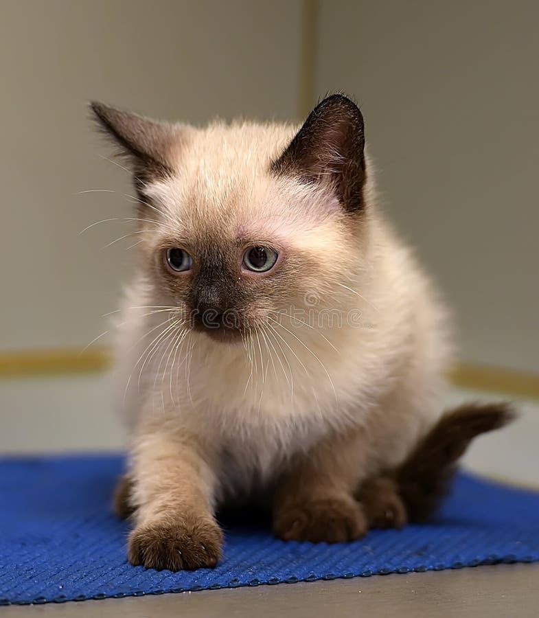 5,171 Fluffy Siamese Photos - Free & Royalty-Free Stock Photos from ...