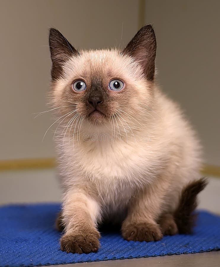 Little Fluffy Siamese Kitten Stock Image - Image of facial, face: 141095763