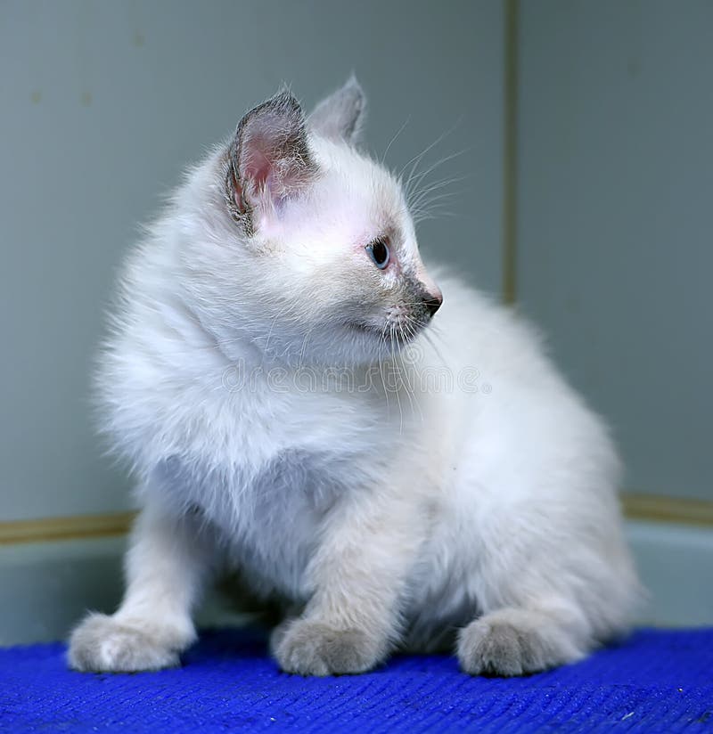 Little Fluffy Siamese Kitten Stock Image - Image of beauty, beautiful ...