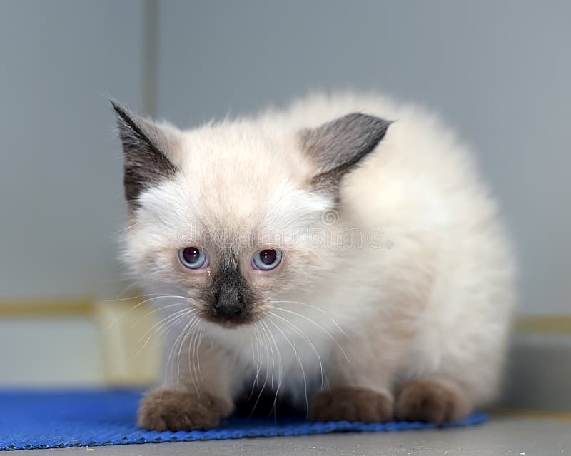 Little Fluffy Siamese Kitten Stock Photo - Image of head, hair: 141095948