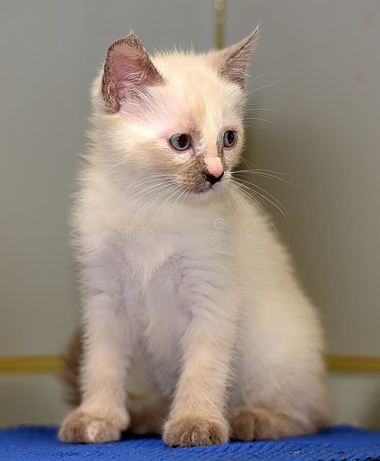 Little Fluffy Siamese Kitten Stock Image - Image of domestic, curious: 141095957