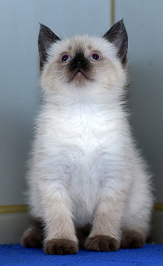 Little Fluffy Siamese Kitten Stock Photo - Image of adorable, cute: 141096028