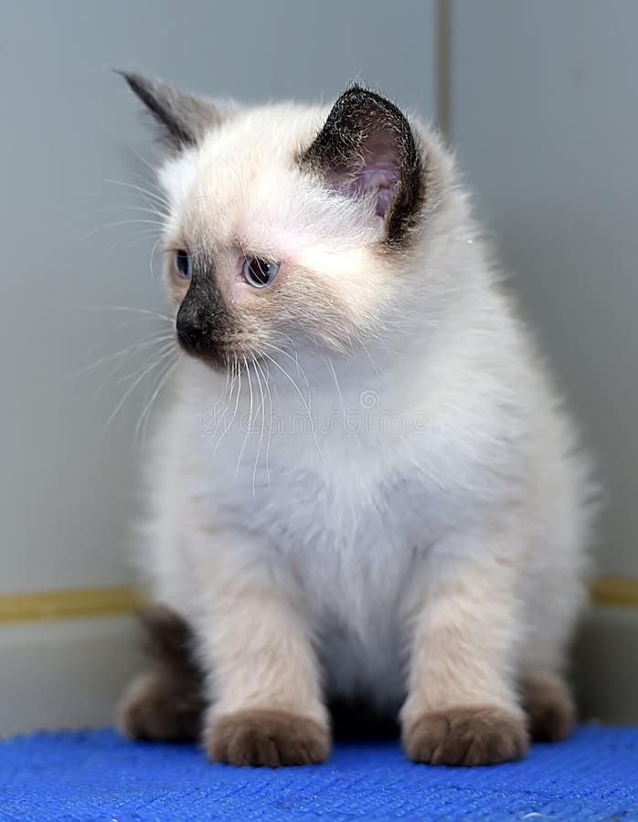 Little Fluffy Siamese Kitten Stock Photo - Image of hair, domestic: 141096036