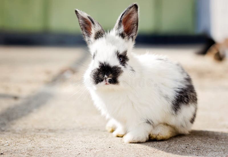 Little fluffy white bunny stock image. Image of bunny - 68628237