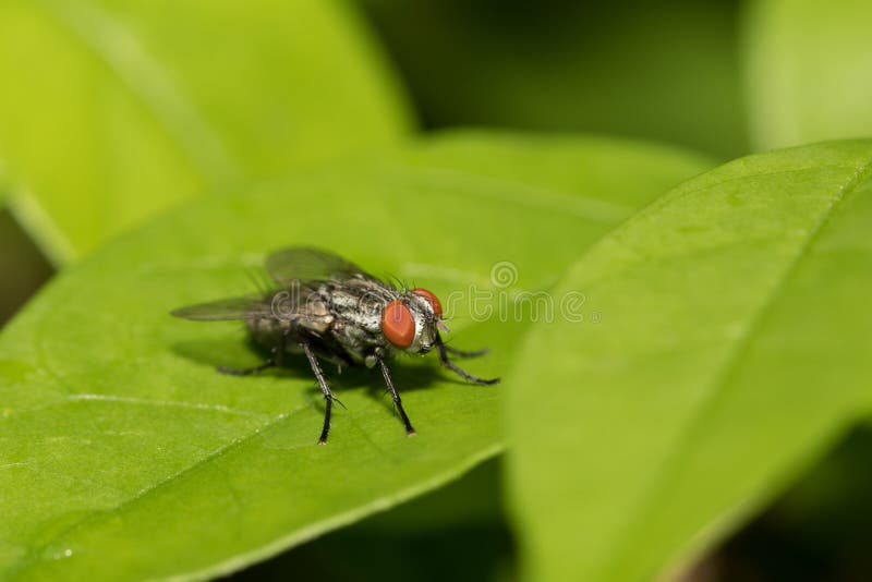 The little fly stock photo. Image of nature, biology - 156533052