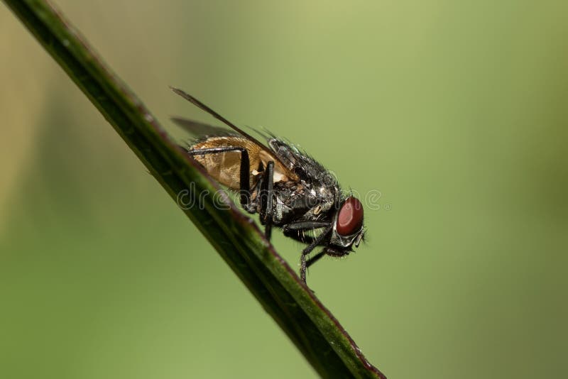 The little fly. stock photo. Image of alone, backyard - 58241698