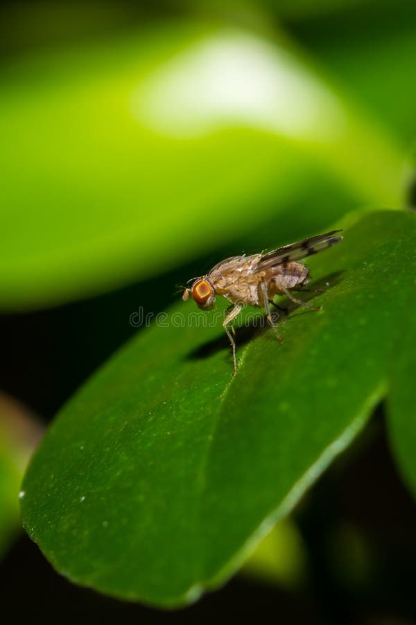 The little fly. stock image. Image of animal, forest - 99626919