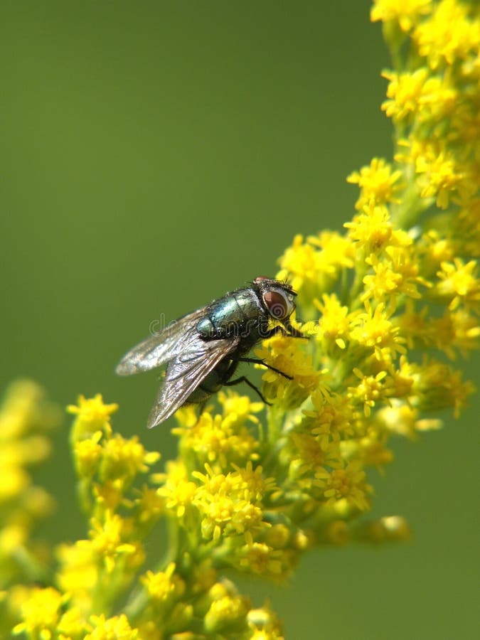 Little fly stock photo. Image of yellow, flowers, insect - 56779214