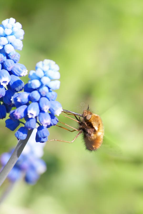 Little fly collects nectar stock photo. Image of sunny - 16969122