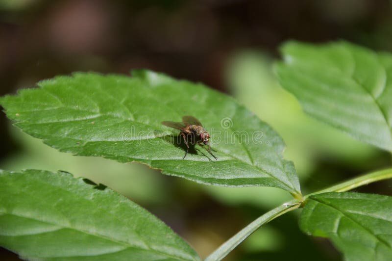Little fly stock image. Image of leaf, wing, micro, texture - 49081235