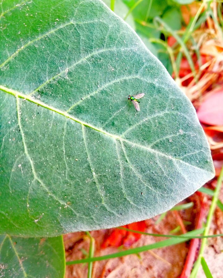 Little Fly on Leaf Shot by Awk Stock Photo - Image of little, shot ...