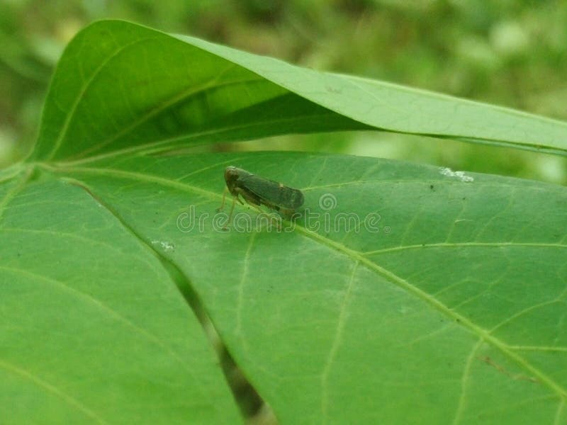 Little fly lonely stock image. Image of lone, insect - 242457619