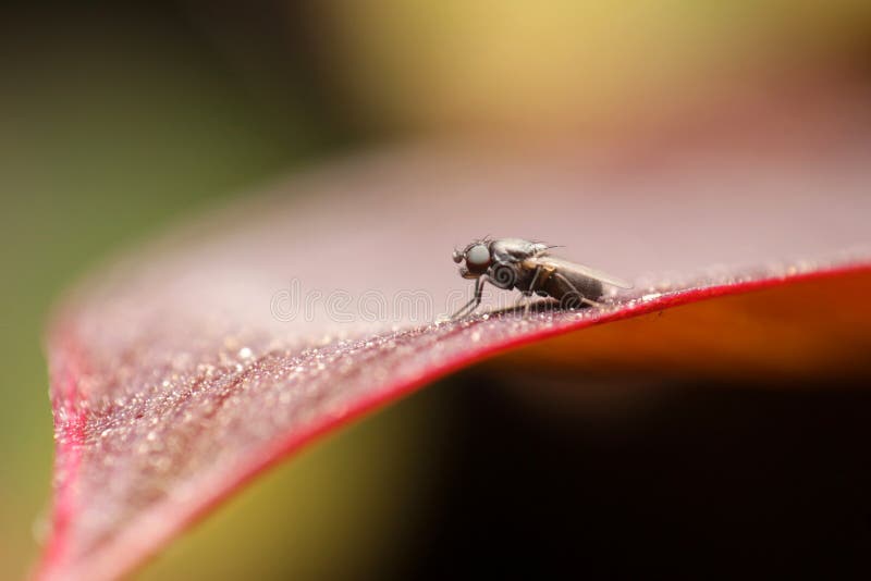 Little Fly on Long Leaf Blur Background Stock Image - Image of little ...