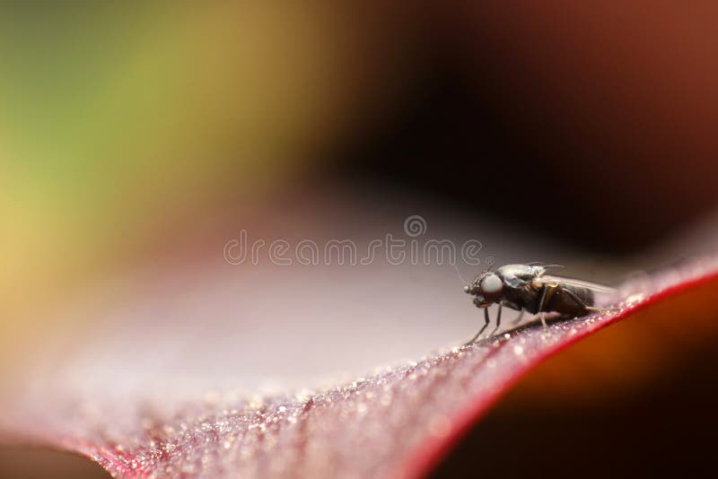 Little Fly on Long Leaf Blur Background Stock Photo - Image of detail ...