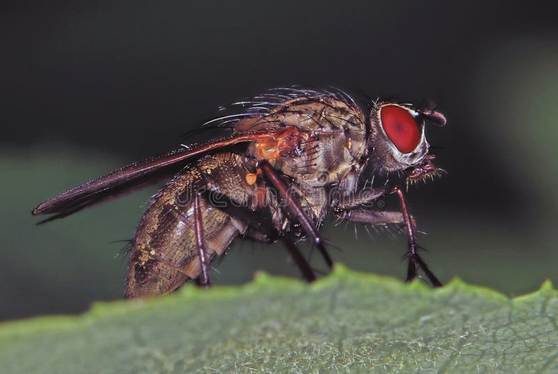 Little fly monster stock image. Image of wildlife, nature - 254720895