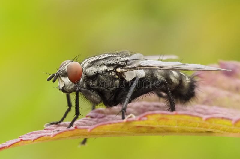 Little Fly with Red Eyes on the Two Colored Leaf Stock Image - Image of ...