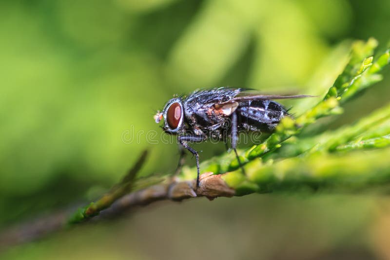 A little fly stock image. Image of black, background - 88499007