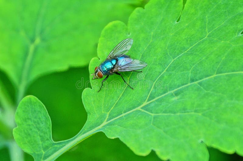 Little Fly Sits on a Green Leaf of a Plant in Nature Stock Image ...