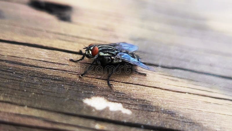 A Little Fly Stopped To Say Hi Stock Image - Image of little, insect ...