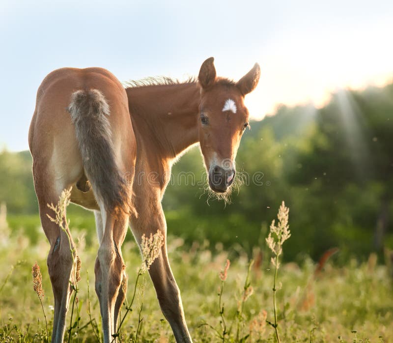 Horse Foal stock photo. Image of nature, foal, animal - 40787354