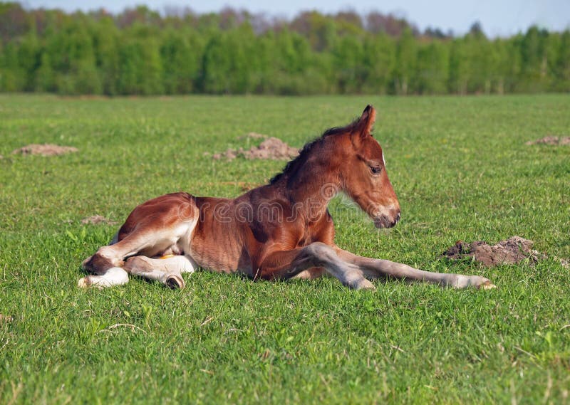 A little foal has a rest stock photo. Image of horse - 55776356