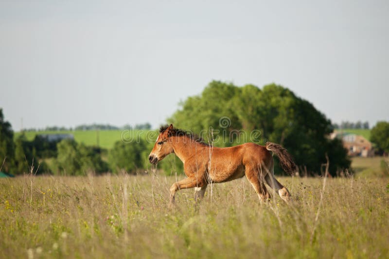 Little Foal Running on the Field Stock Photo - Image of fauna, running ...