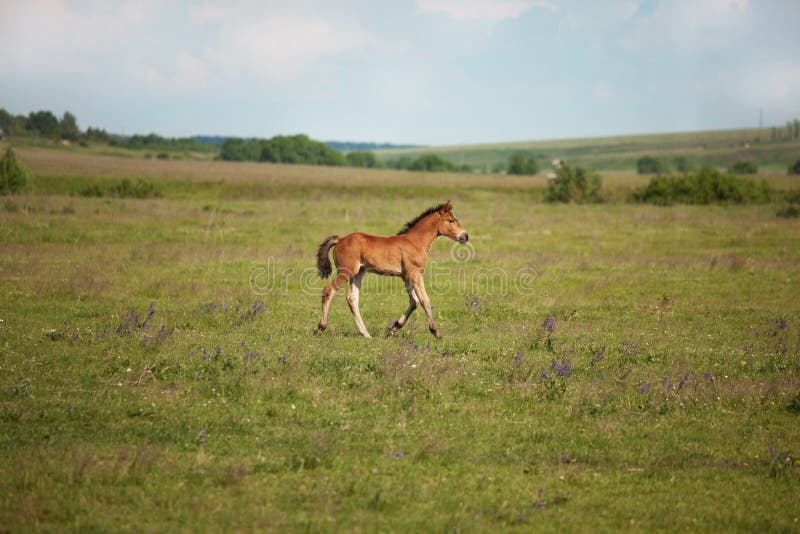Little Foal Running on the Field Stock Image - Image of grass, farm ...