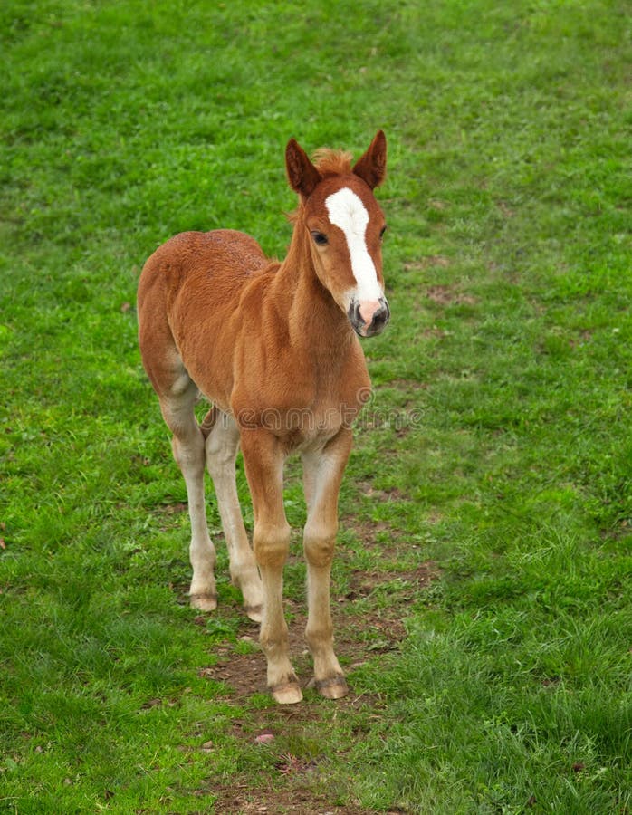 Little Foal in the Spring Meadow Stock Photo - Image of mammal, looking ...